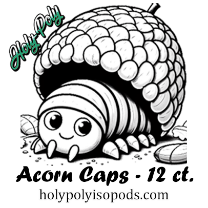 Oak Acorn Caps – Holy-Poly Isopods