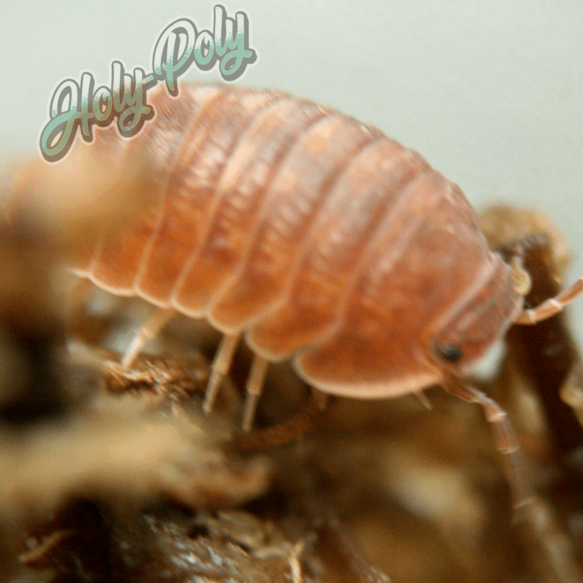 Holy-Poly Isopods - Anemone Isopods (Cubaris murina)