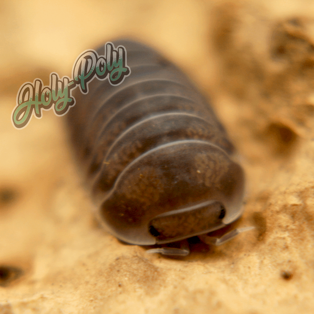 All Isopods – Holy-Poly Isopods