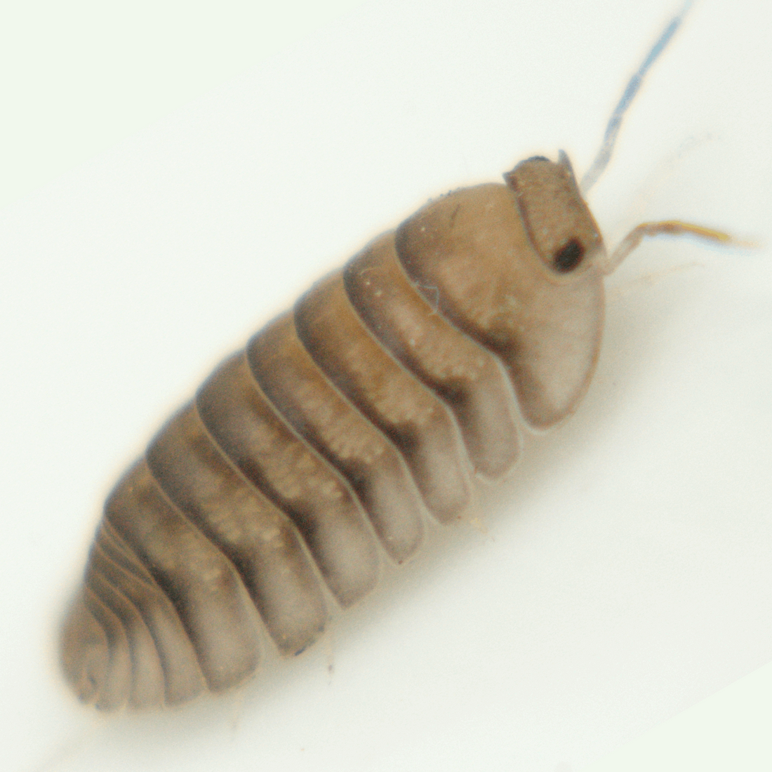 Blue Pigeon Isopods (Cubaris sp.) – Holy-Poly Isopods