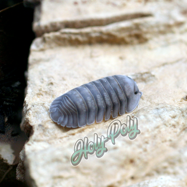 Blue Pigeon Isopods (Cubaris sp.) – Holy-Poly Isopods