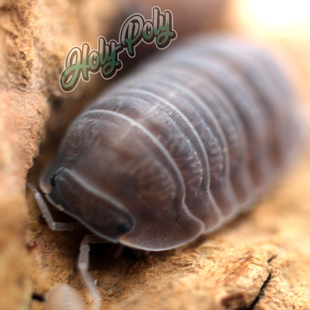 All Isopods – Holy-Poly Isopods