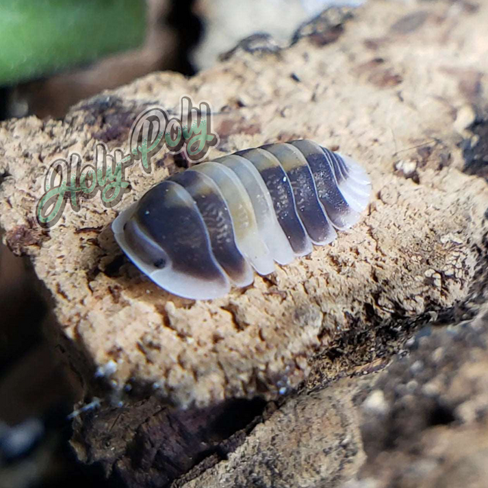 Cappuccino Isopods (Cubaris sp.) – Holy-Poly Isopods
