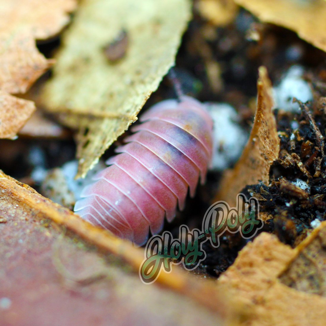 Cherry Blossom Isopods (Cubaris sp.) – Holy-Poly Isopods