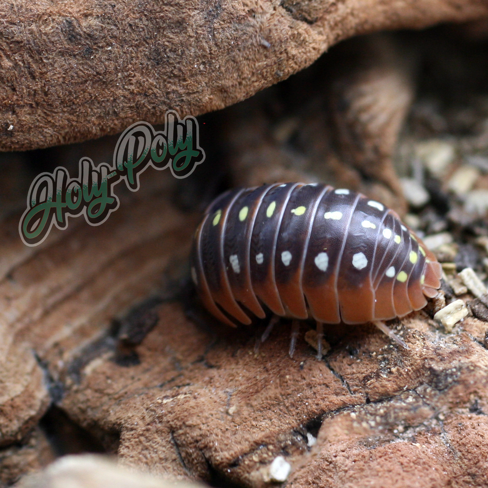 Montenegro "Clown" Isopods (Armadillidium klugii) – Holy-Poly Isopods