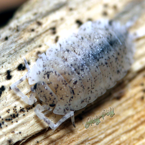 Dalmation Scaber Isopods (Porcellio scaber) – Holy-Poly Isopods