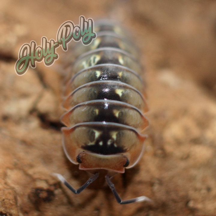 All Isopods – Holy-Poly Isopods