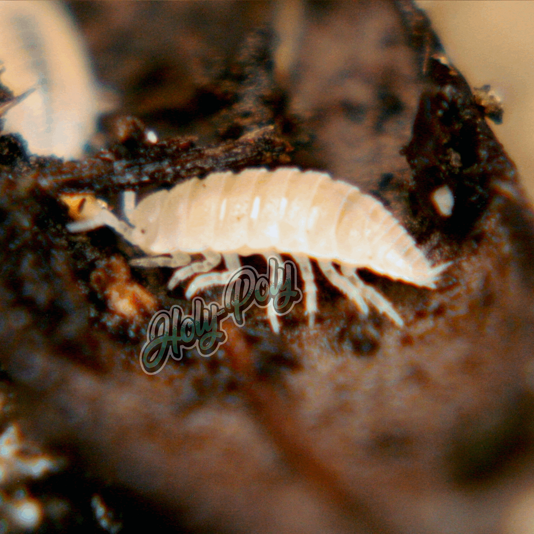 Dwarf White Isopods (Trichorhina tomentosa) – Holy-Poly Isopods