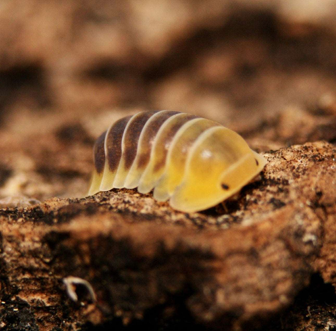 Jupiter Isopods (Cubaris sp.) – Holy-Poly Isopods
