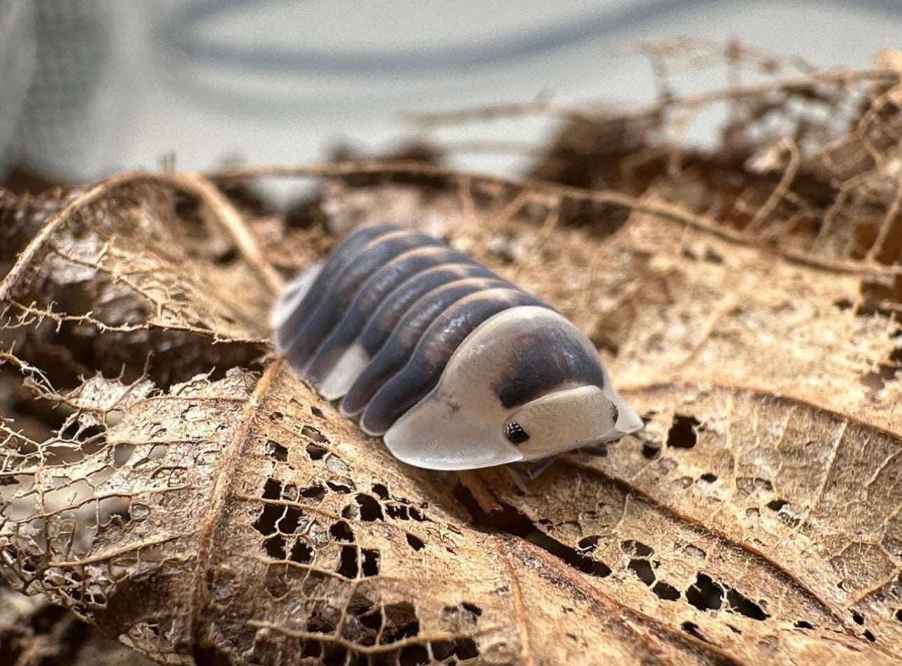 White Ducky Isopods (Cubaris sp.) – Holy-Poly Isopods