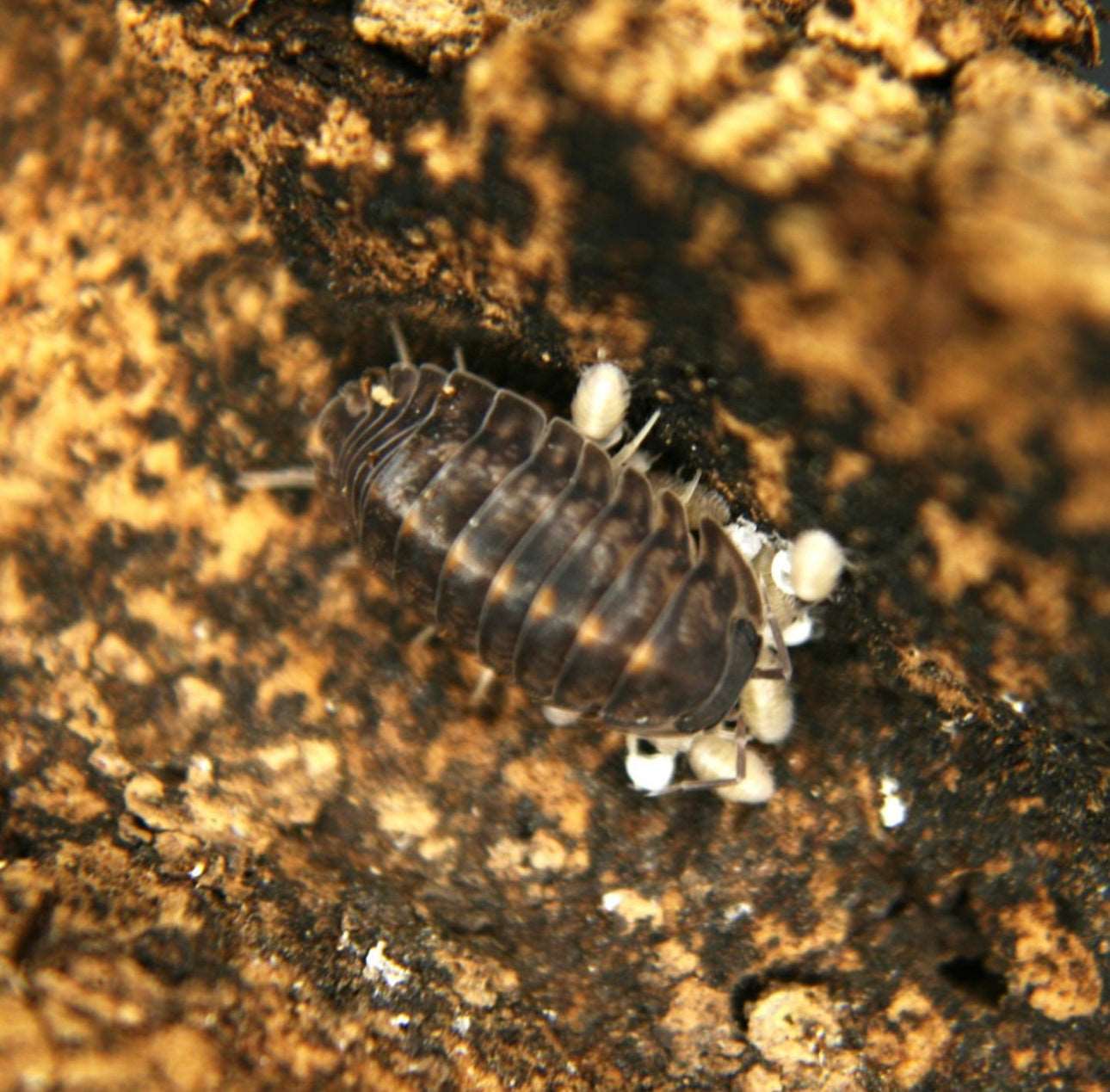 Platin Tung Song Isopods (Cubaris sp.) – Holy-Poly Isopods
