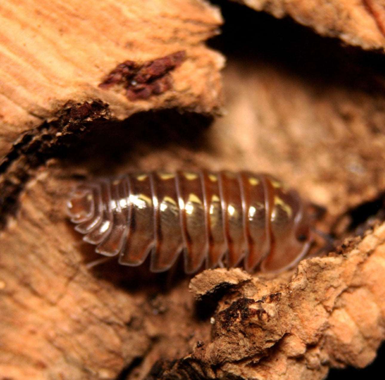 Dream Isopods (Cubaris sp.) – Holy-Poly Isopods