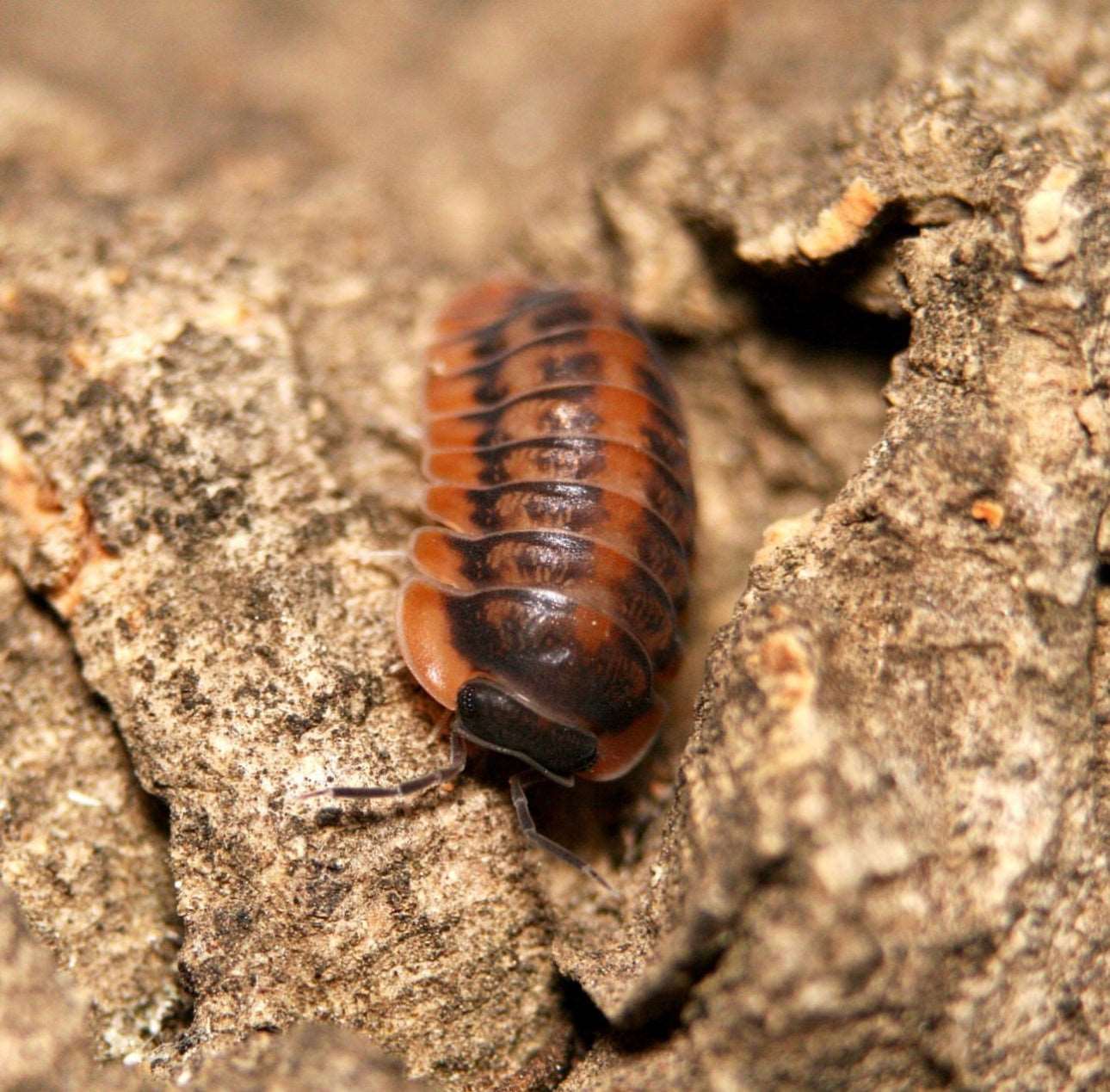 Red Tiger Isopods (Cubaris sp.) – Holy-Poly Isopods