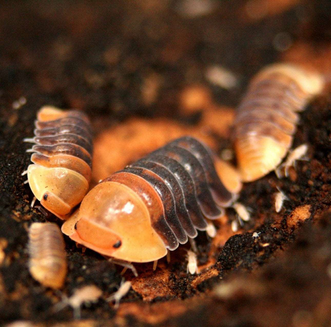 U.S. Bioactive Springtails and Isopods for Sale – Holy-Poly Isopods