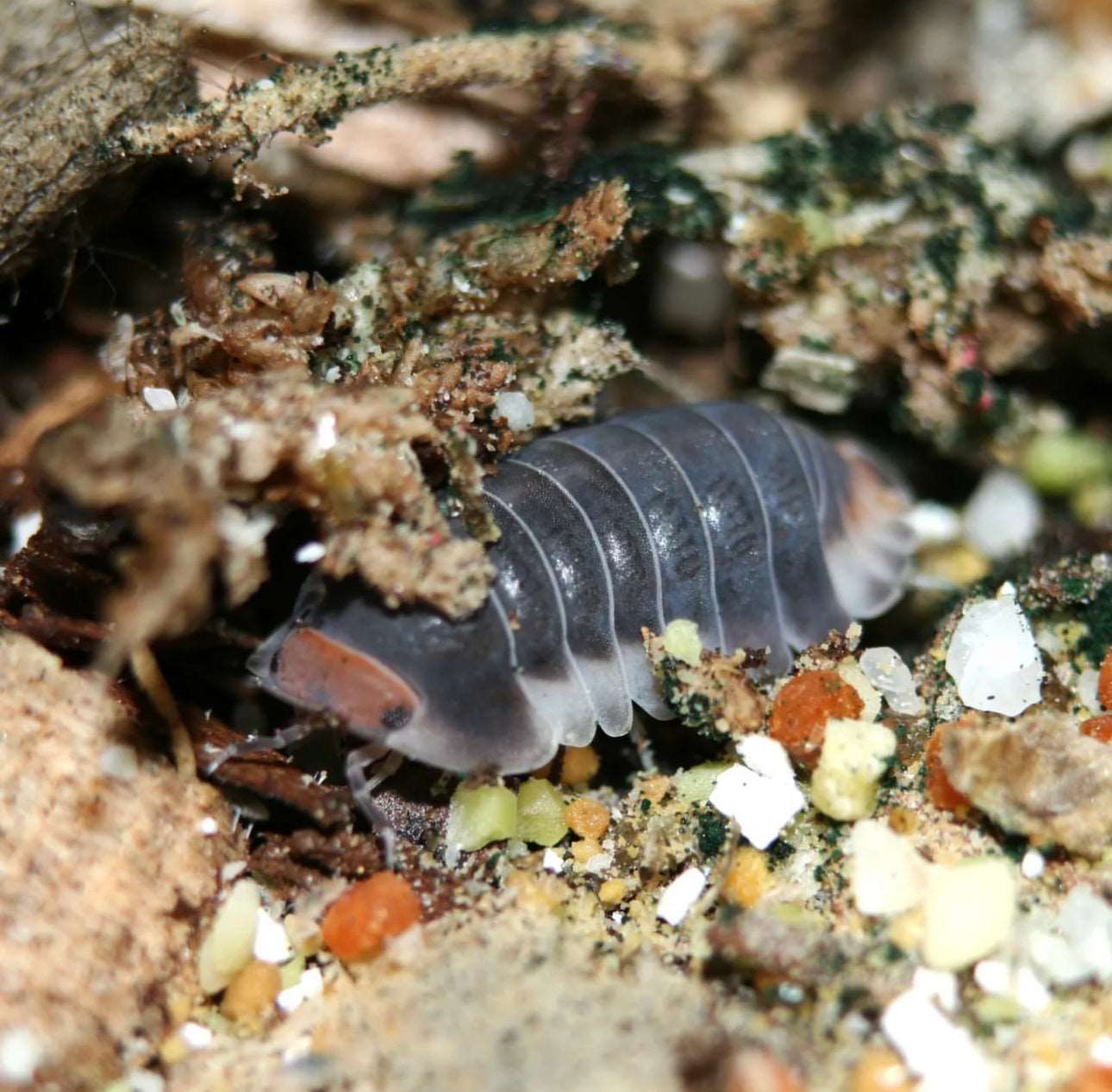 Pak Chong Isopods (Cubaris sp.) – Holy-Poly Isopods