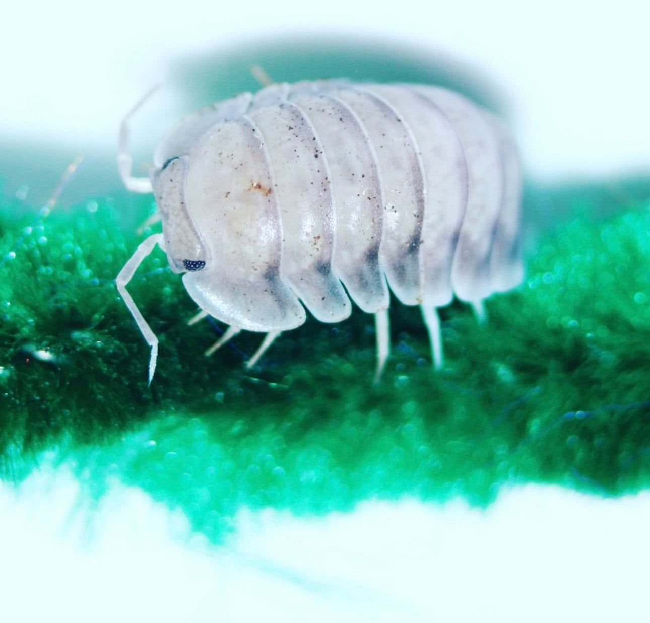 Silver Ghost Isopods (Cubaris sp.) – Holy-Poly Isopods