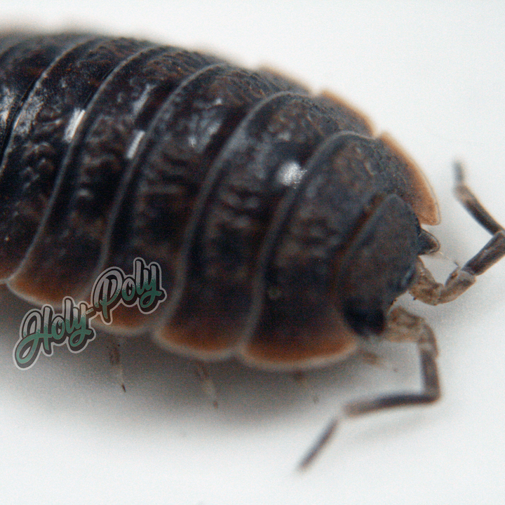 All Isopods – Holy-Poly Isopods