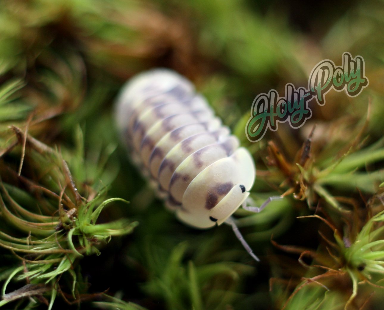 Green Laser Isopods (Cubaris sp.) – Holy-Poly Isopods
