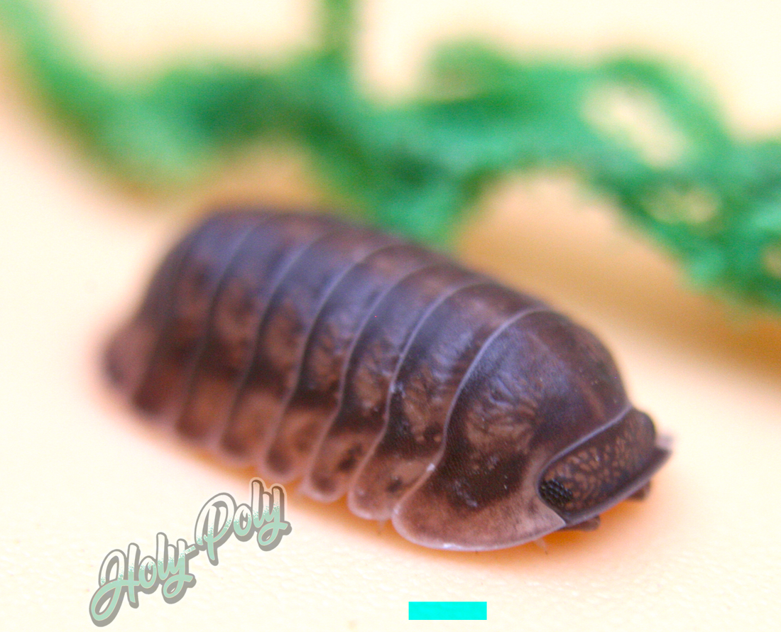 Happy Nun Isopods (Cubaris sp.) – Holy-Poly Isopods