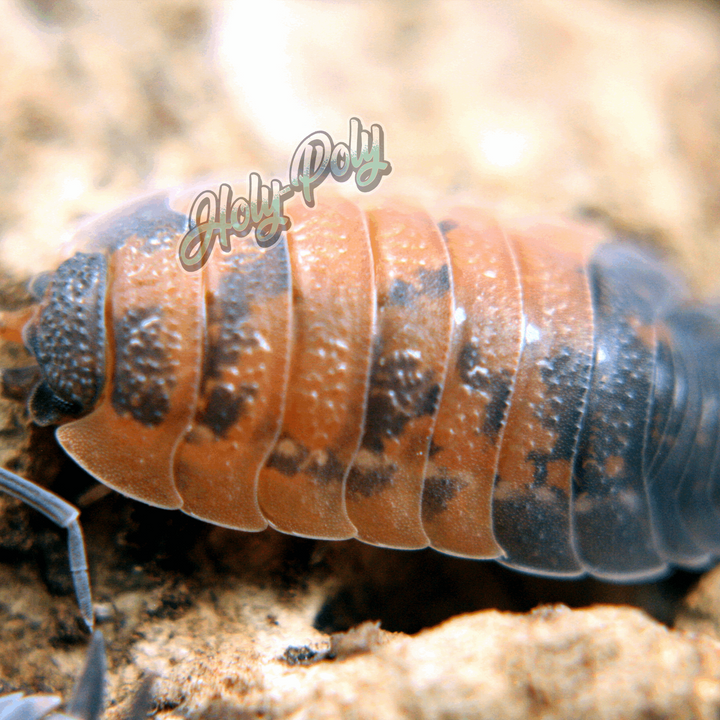 All Isopods – Holy-Poly Isopods