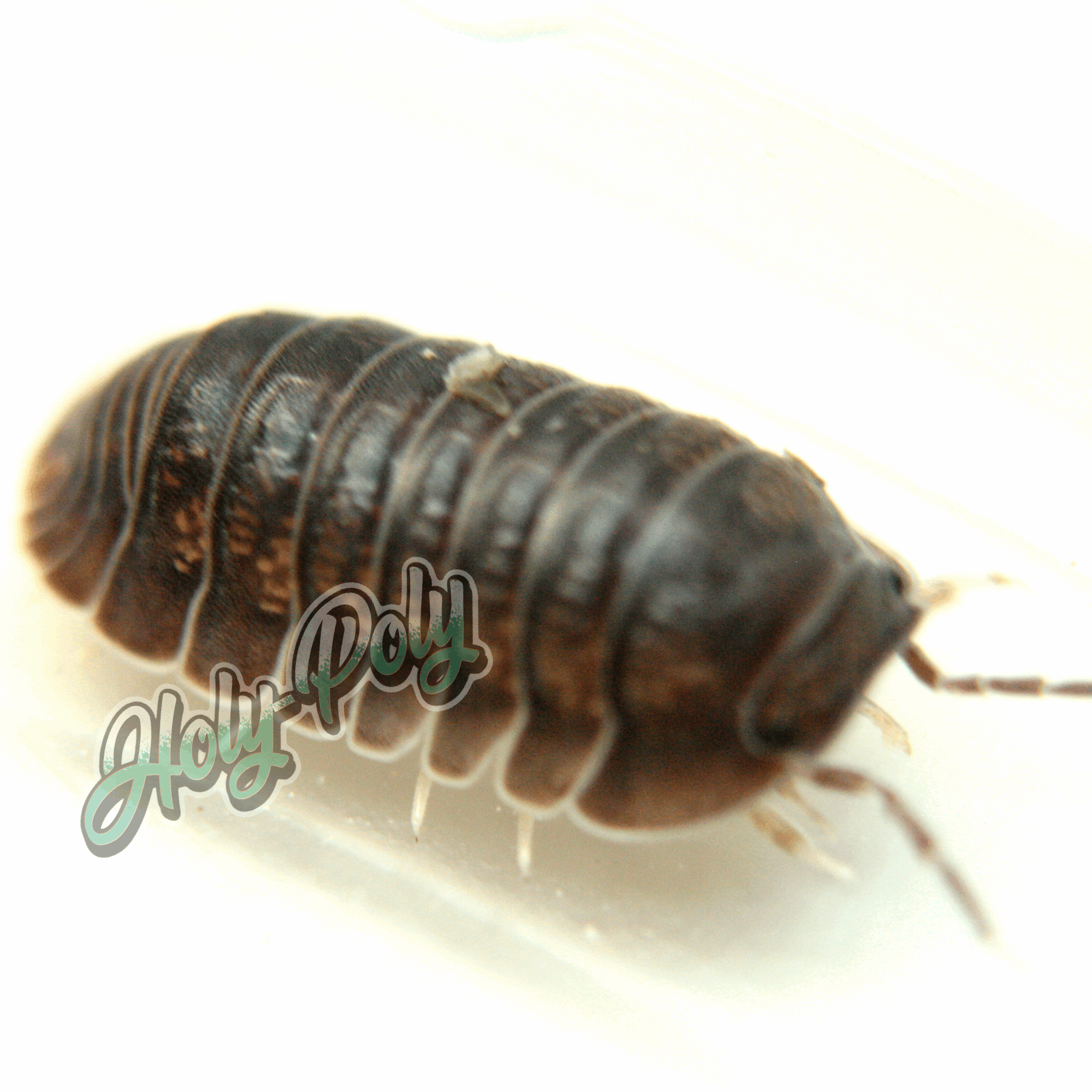 Little Sea Isopods (Cubaris murina) – Holy-Poly Isopods