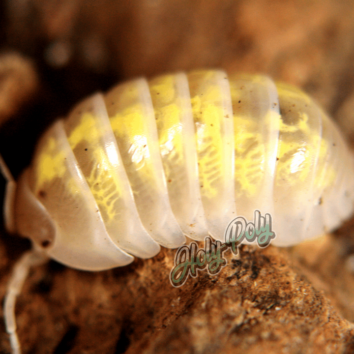All Isopods – Holy-Poly Isopods
