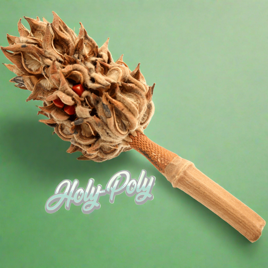 Magnolia Seed Pod – Holy-Poly Isopods