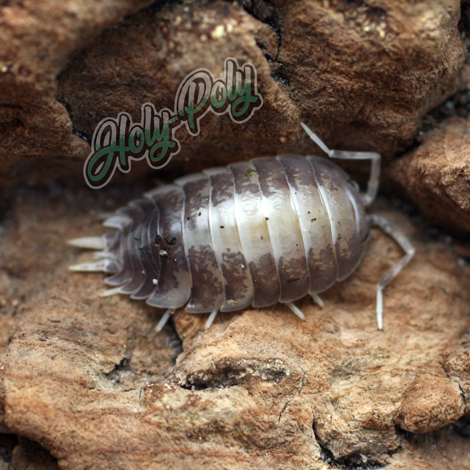 All Isopods – Holy-Poly Isopods