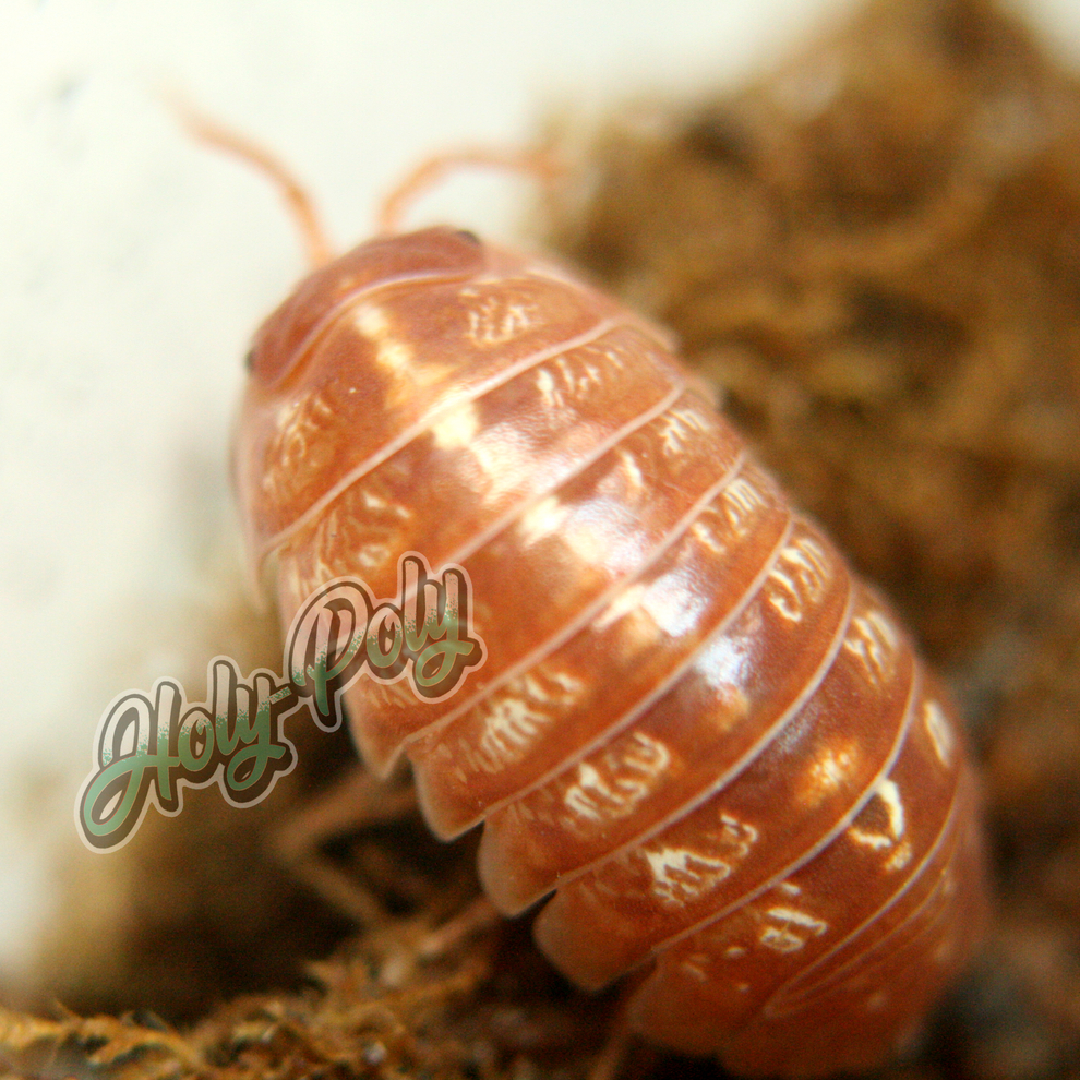Orange Vigor Isopods (Armadillidium vulgare) – Holy-Poly Isopods