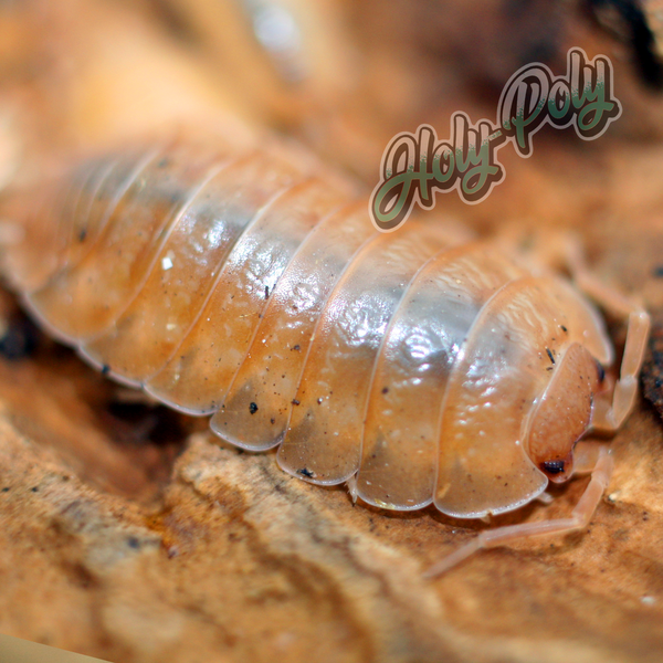 Orange Laevis Isopods (Porcellio laevis) – Holy-Poly Isopods