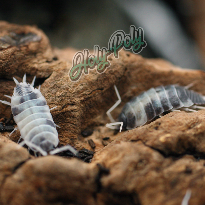 Oreo Crumble Isopods (Porcellionides pruinosus) – Holy-Poly Isopods