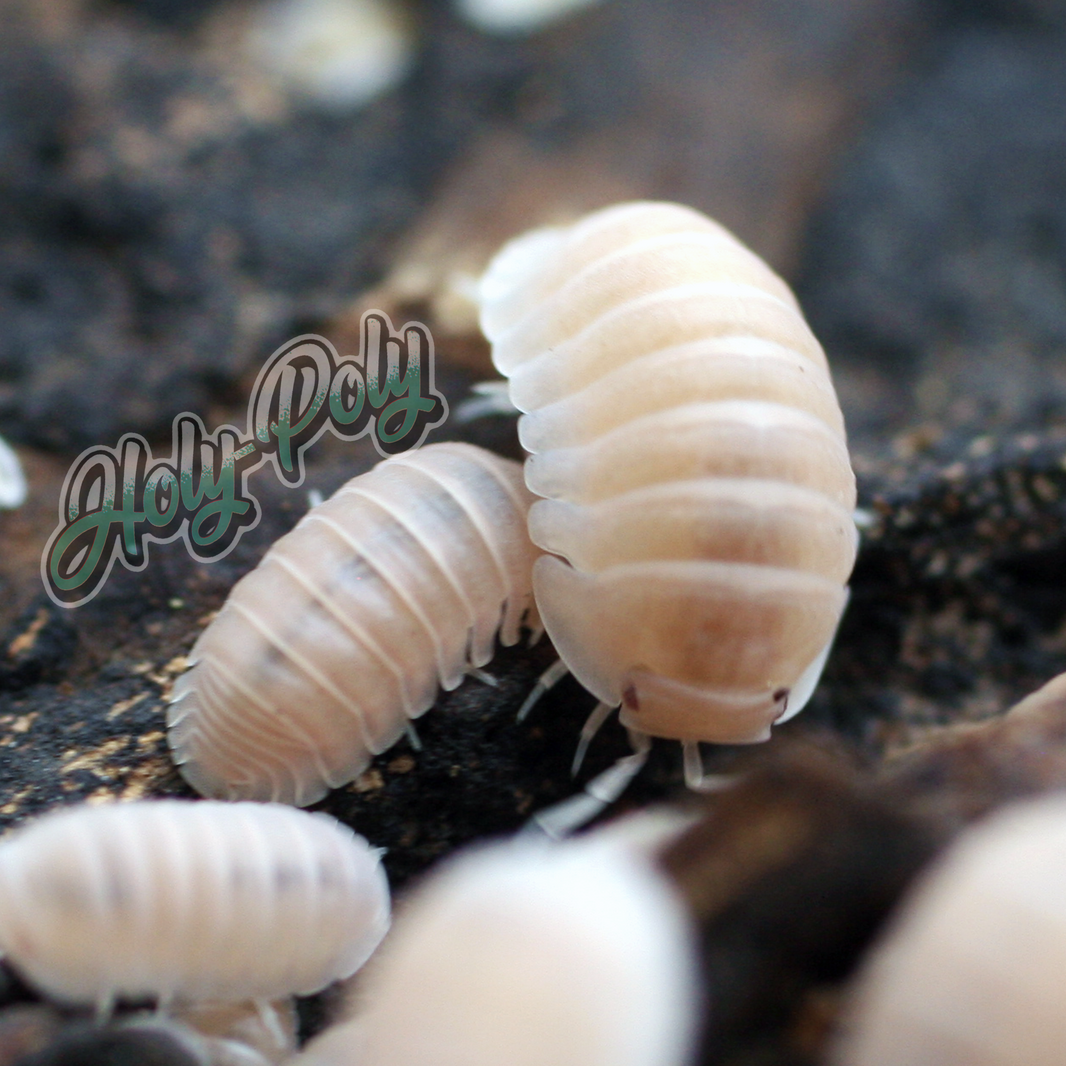 All Isopods – Holy-Poly Isopods
