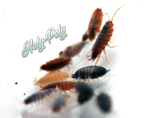 Party Mix (Porcellionides pruinosus Isopods) – Holy-Poly Isopods