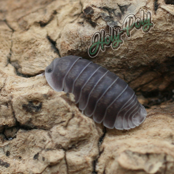 Penguin Isopods (Cubaris sp.) – Holy-Poly Isopods