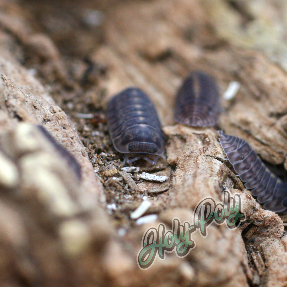 Platin Tung Song Isopods (Cubaris sp.) – Holy-Poly Isopods