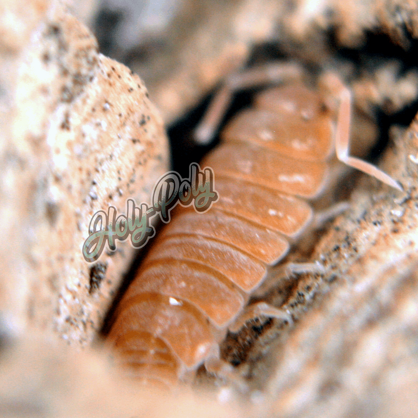 Powder Orange Isopods (Porcellionides pruinosus) – Holy-Poly Isopods