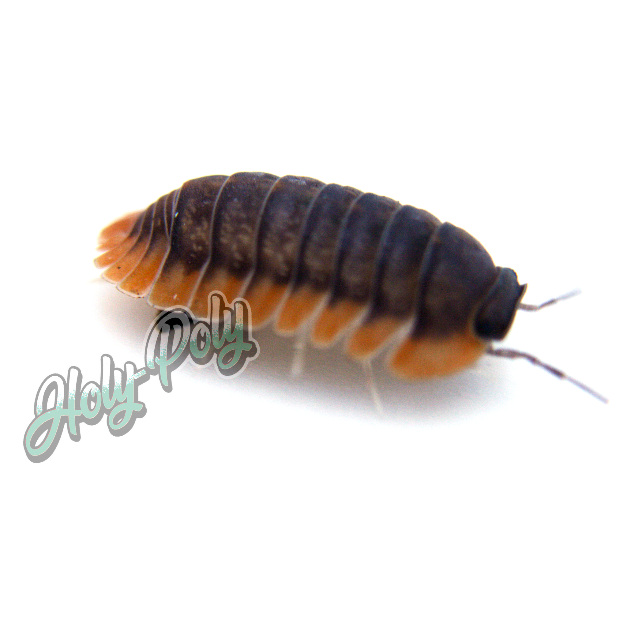 Red Edge Isopods (Cubaris sp.) – Holy-Poly Isopods