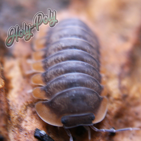 Red Edge Isopods (Cubaris sp.) – Holy-Poly Isopods