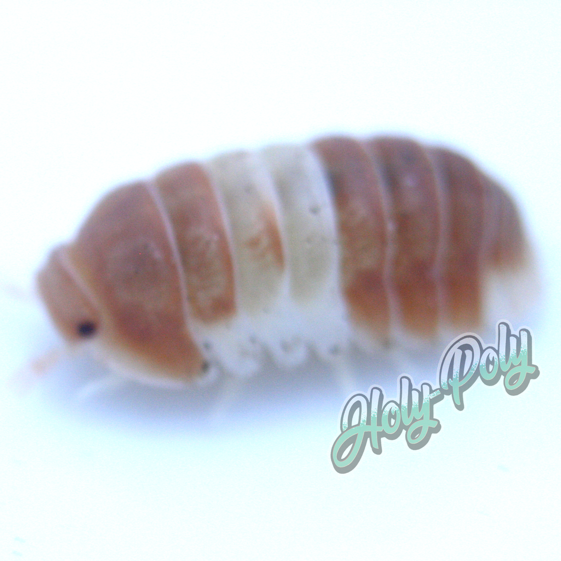 Red Panda Isopods (Cubaris sp.) – Holy-Poly Isopods