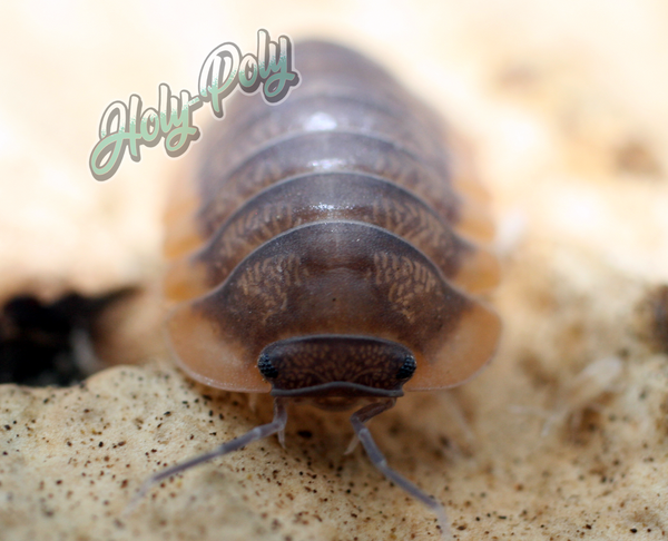 Red Edge Isopods (Cubaris sp.) – Holy-Poly Isopods