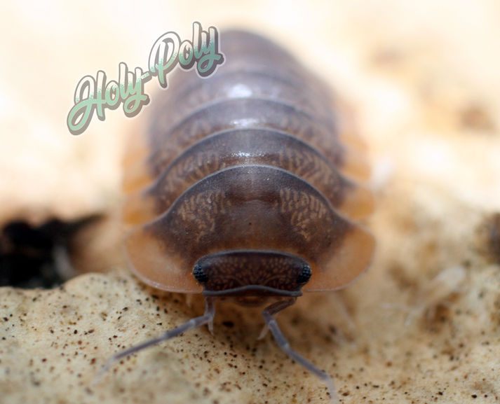 Red Edge Isopods (Cubaris sp.) – Holy-Poly Isopods