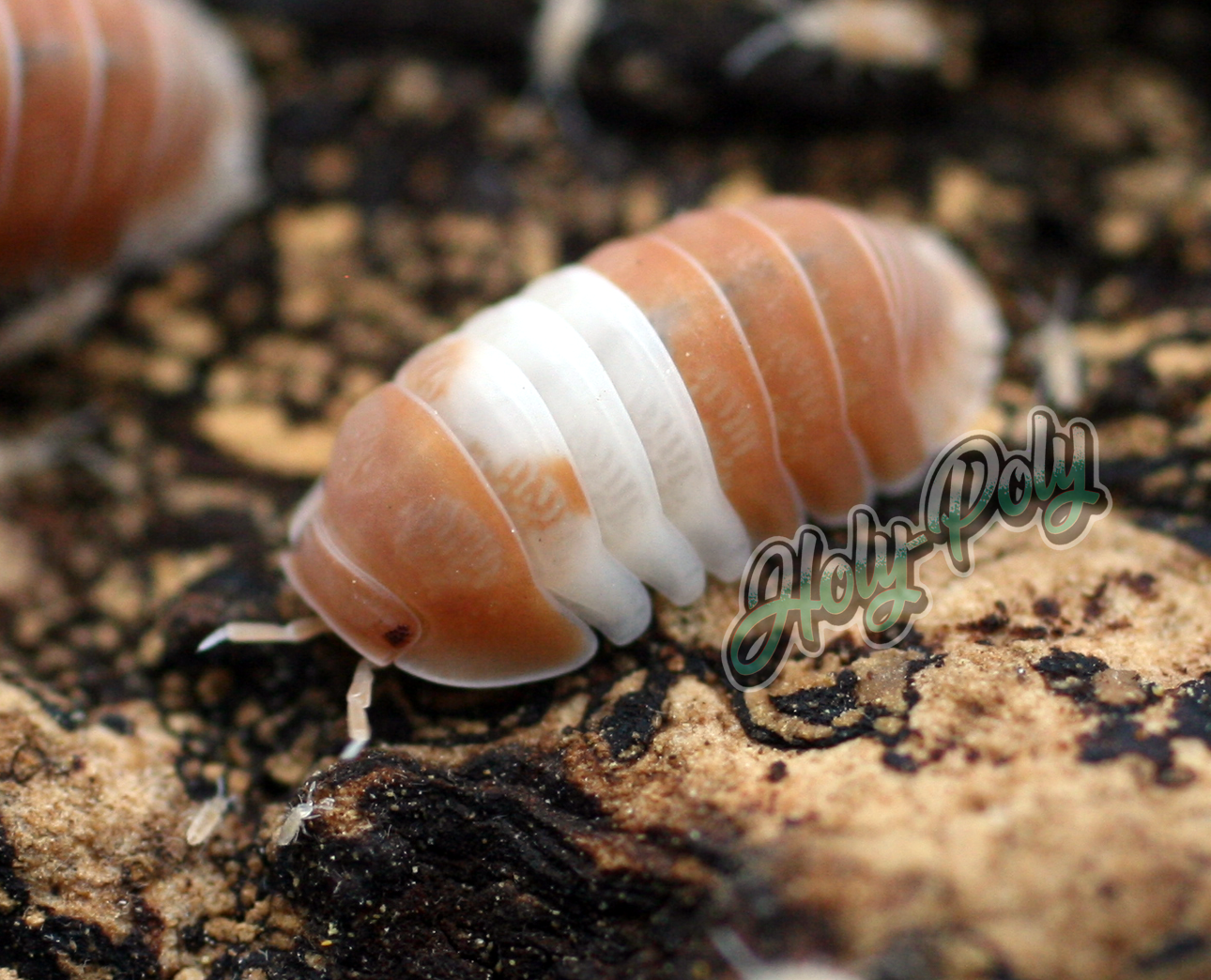 Red Panda Isopods (Cubaris sp.) – Holy-Poly Isopods
