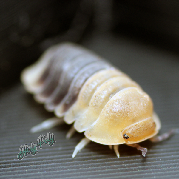 Rubber Bee Isopods (Cubaris sp.) – Holy-Poly Isopods