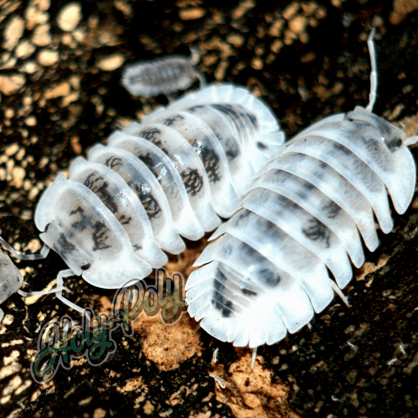 Shiro Utsuri Isopods (Cubaris sp.) – Holy-Poly Isopods