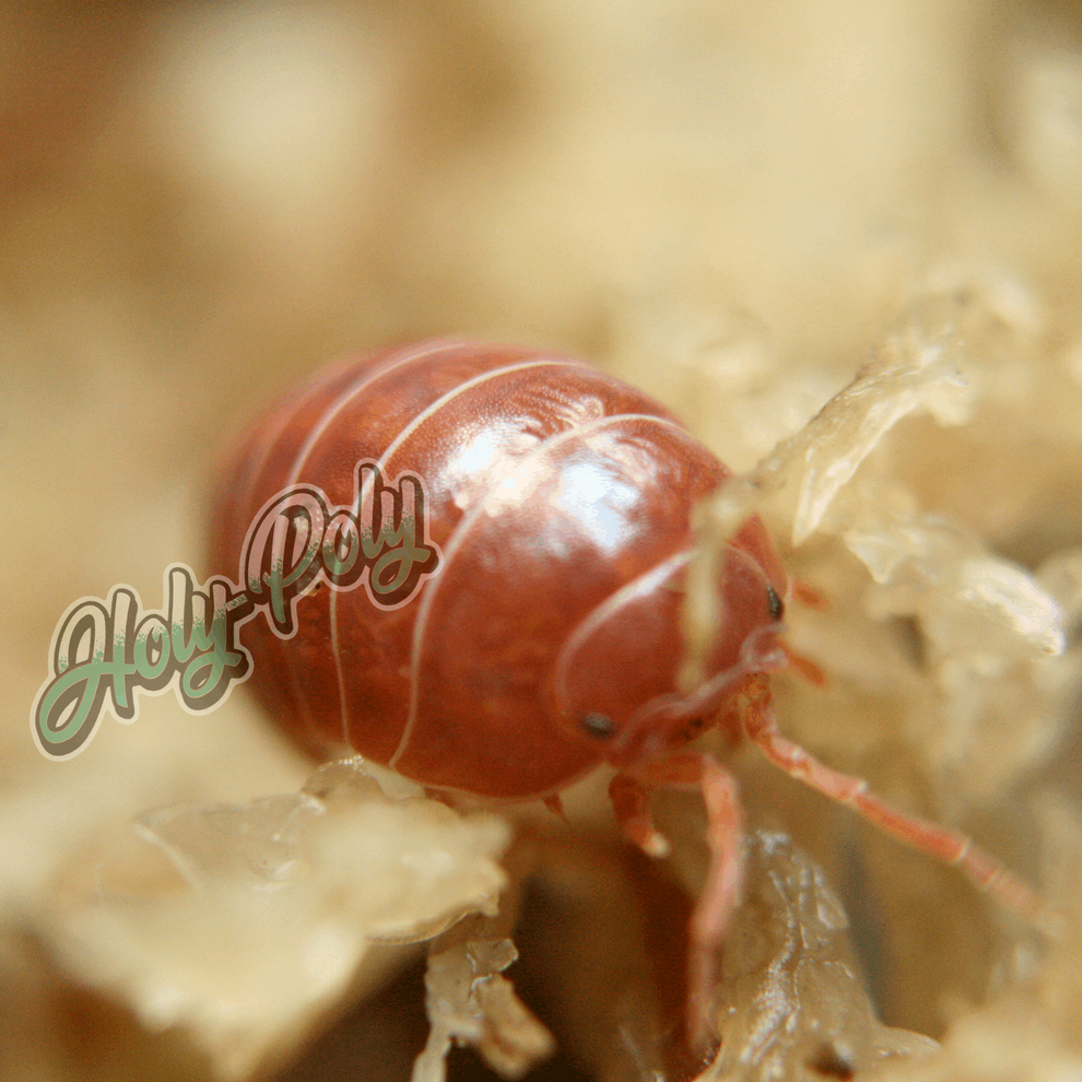 Tangerine Isopods (Armadillidium vulgare) – Holy-Poly Isopods