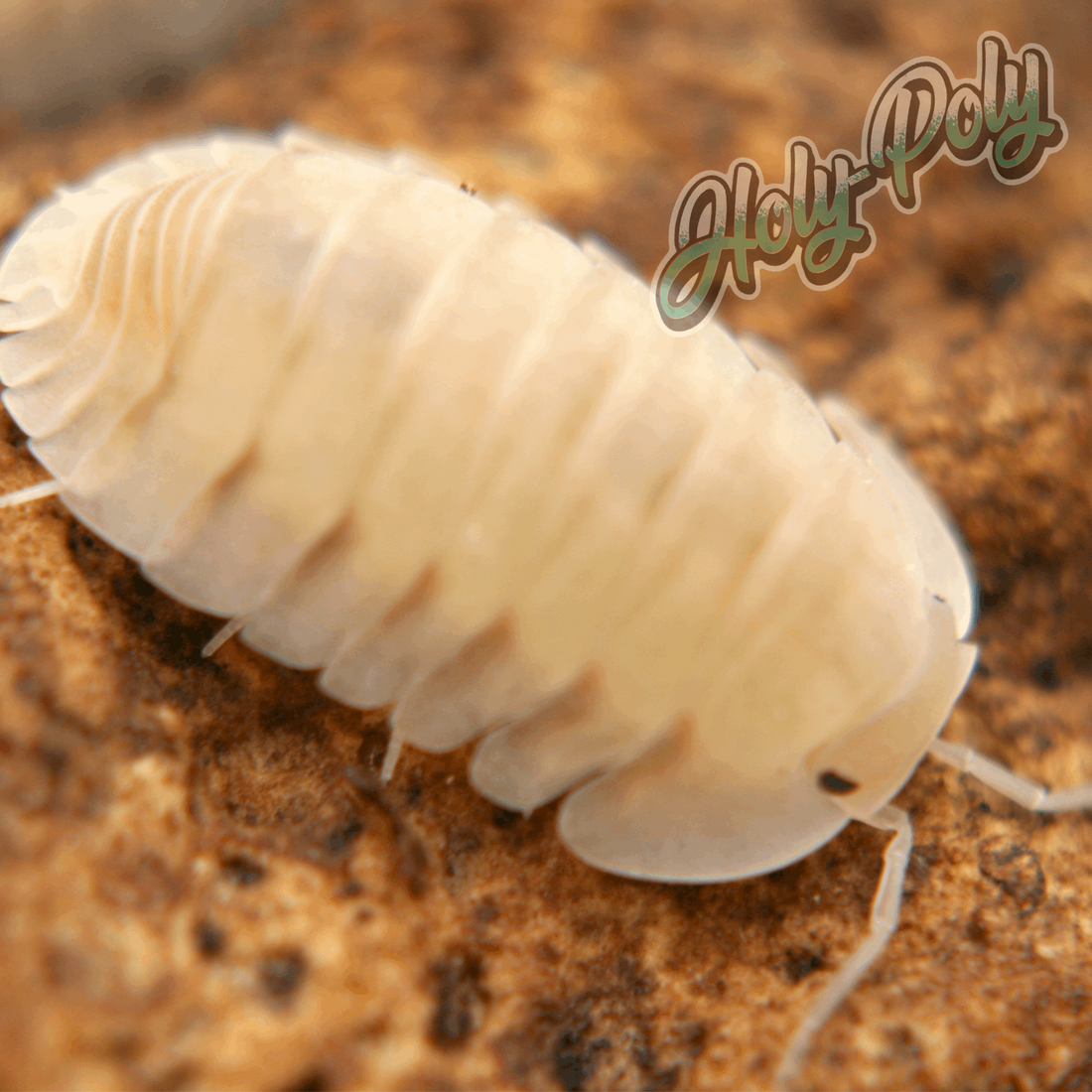 White Pigeon Isopods (Cubaris sp.) – Holy-Poly Isopods