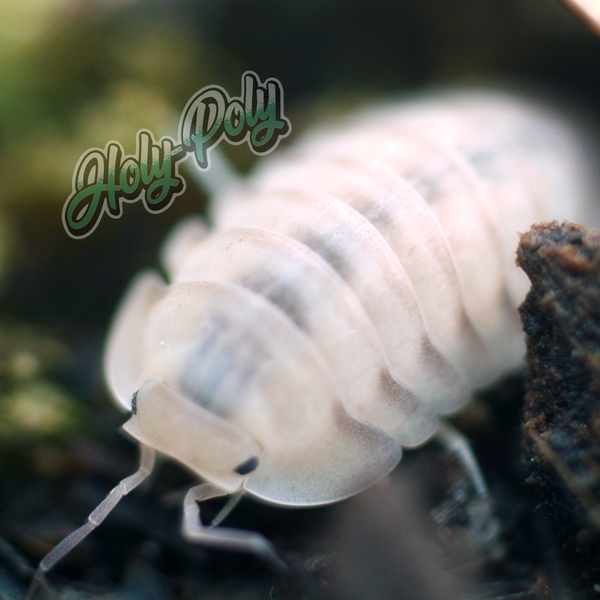 White Pigeon Isopods (Cubaris sp.) – Holy-Poly Isopods