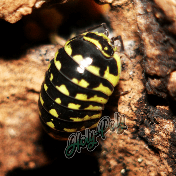 Yellow Zebra Isopods (Armadillidium maculatum) – Holy-Poly Isopods