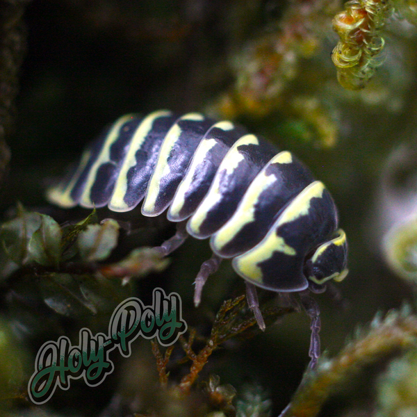 Yellow Zebra Isopods (Armadillidium maculatum) – Holy-Poly Isopods