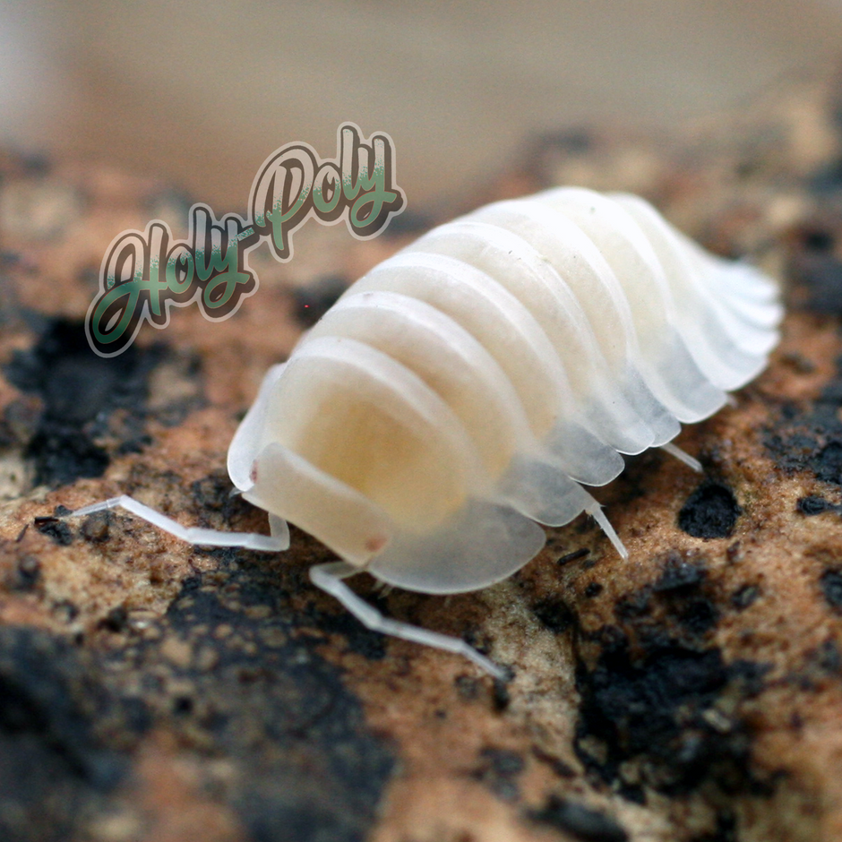 U.S. Bioactive Springtails and Isopods for Sale – Holy-Poly Isopods